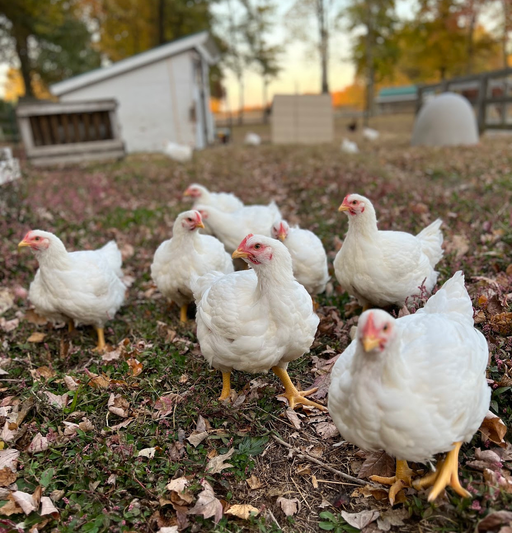 Spring '25 Chick Pre-Order, Broilers/Meat Birds, "Cornish X Rock Cross